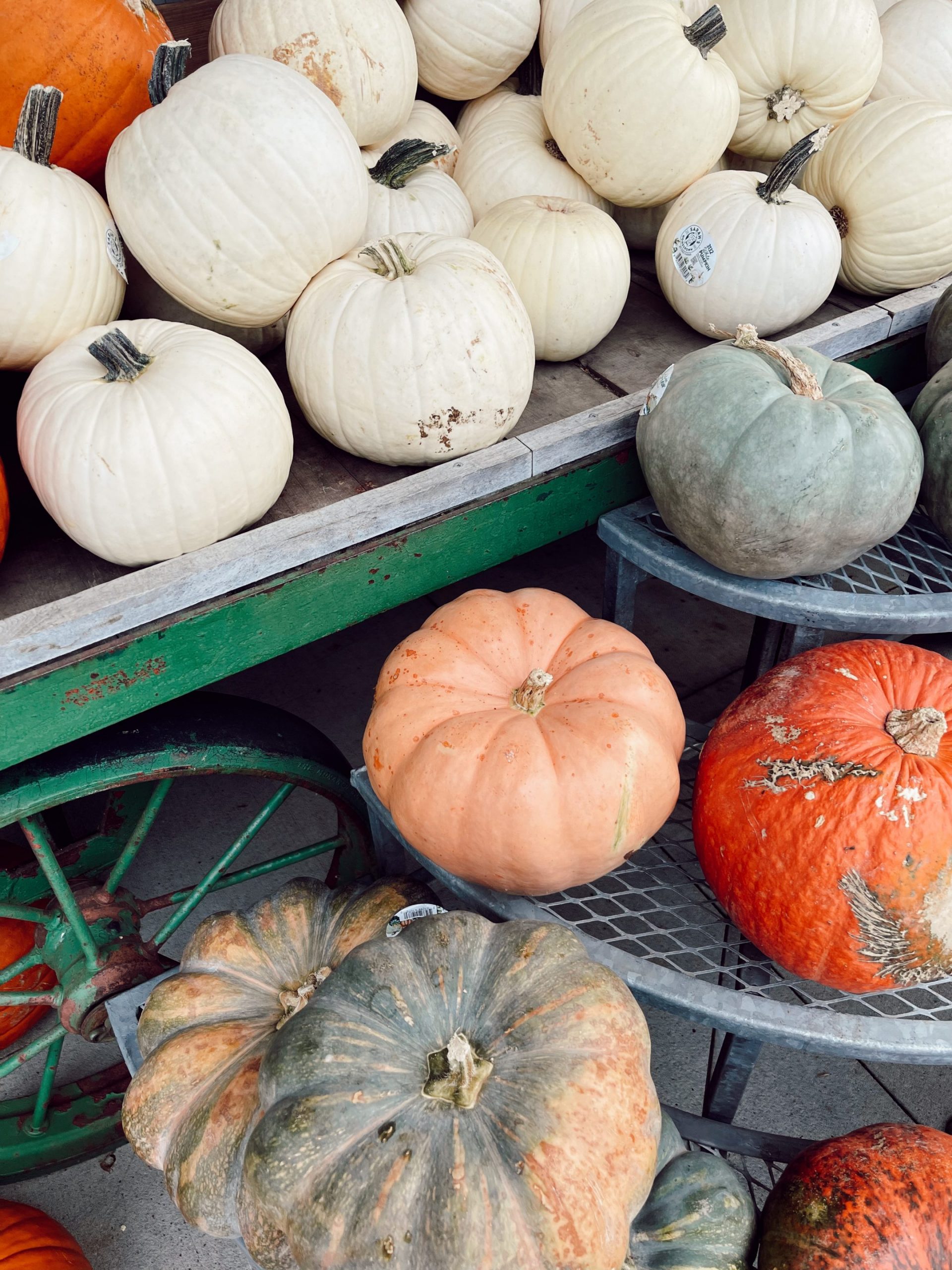 pumpkin obsession... | e. Allen Boutique